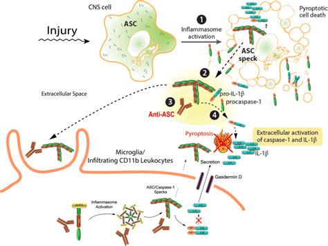 Schematic Of Inflammasome Activation And Pyroptosis Of Microglia After