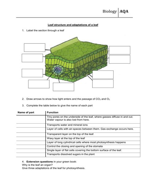 Leaf Structure Adaptations Worksheet
