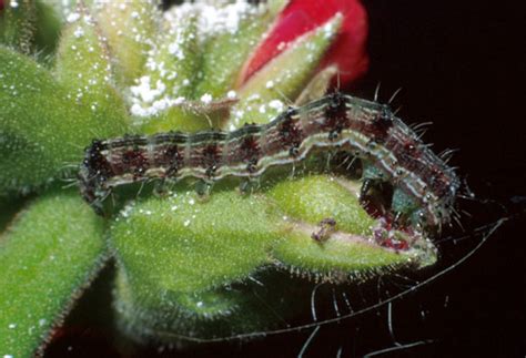 Whats Wrong With My Plant Garden University Of Minnesota Extension