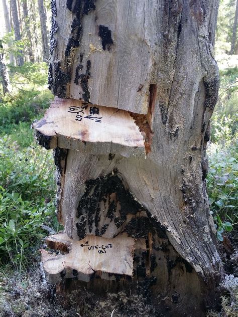 Fire Scarred Trees Record Years Of Natural And Cultural Fire History In A Northern Forest