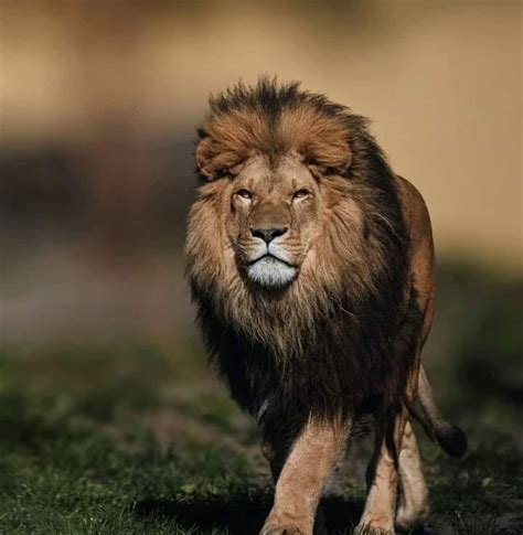 فيل صغير ينجو من مهاجمة ١٤ لبوه فيل صغير ينجو من هجوم ١٤ لبوه By