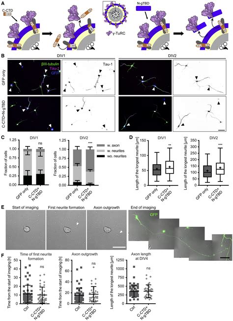 Centrosomal Microtubule Nucleation Regulates Radial Migration Of