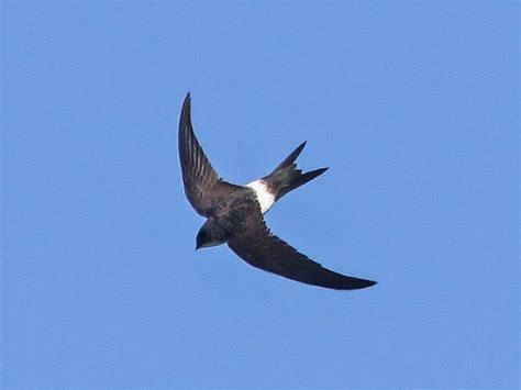 Fork Tailed Swift Bird Watcher