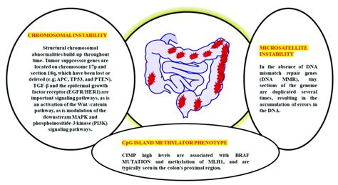 Multiple Genetic Pathways Of Crc Pathogenesis Download Scientific