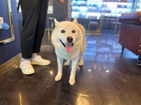 허스키말라뮤트 벨 화이트유기묘분양사이트 실버포메라니안분양 실버말티푸분양 실버푸들분양 실버먼치킨분양 실버랙돌분양 실버브리티쉬숏헤어분양 실버스코티쉬폴드분양 실버러시안블루분양