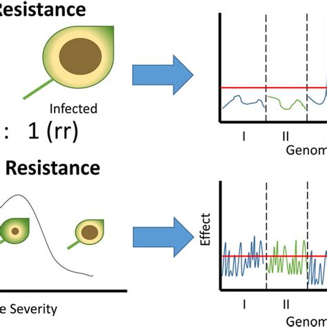 Illustration Showing The Expected Difference In Phenotypes Between Download Scientific Diagram