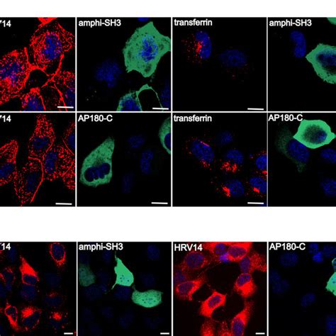 Influenza Virus Infection Induces Marked Nk Cell Apoptosis Nk Cells