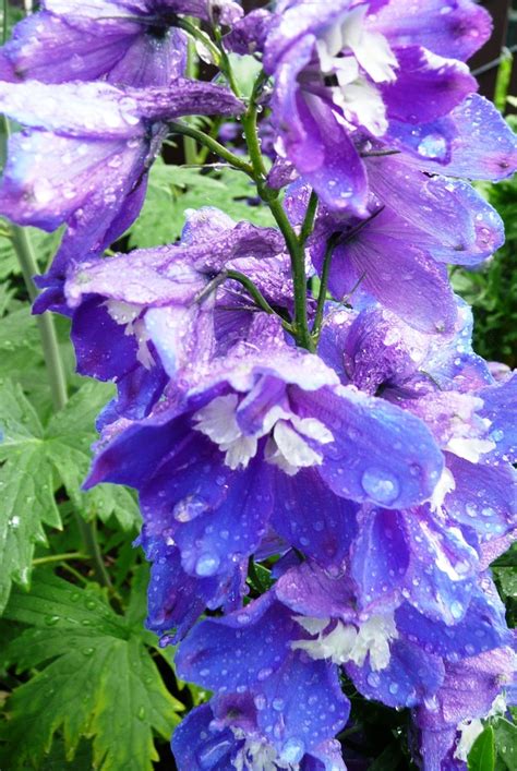 Delphinium Flowers In Vibrant Colors