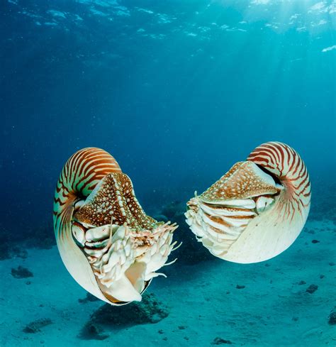Nautilus | Animals and Nature lessons | DK Find Out!