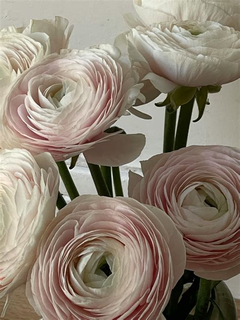 겹겹이 꽃잎 꽃 꽃 사진 꽃꽂이 꽃무늬 꽃병 꽃이 피는 꽃이 피다 꽃잎 낭만적인 라눈큐 루스 매크로 미나리 밝은 분홍색 봄 부드러운 질감 부케