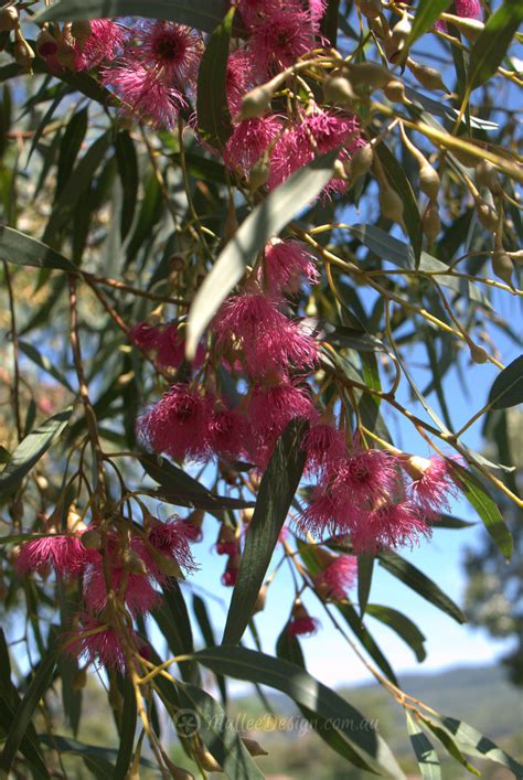 Dwarf Eucalyptus For Small Gardens Eucalyptus Citriodora Dwarf