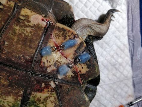 Turtles Shell Repairs Inner South Vet Canberra