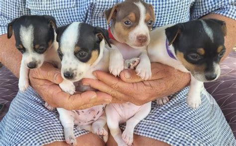 Mini Foxiemini Foxy Puppiespups Dogs And Puppies Gumtree Australia