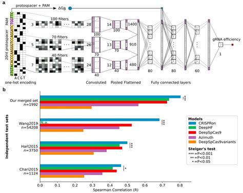 News New Tool Offers Better Prediction Of GRNA On Target Efficiency CRISPR Medicine