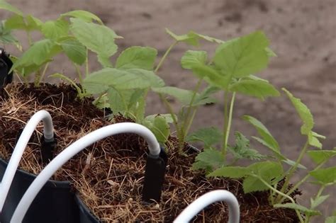 Все още може да засадите малини но почвата да не е влажна Български Фермер