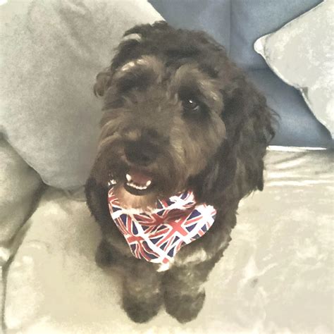 Sydney Cockapoo Owner Stories Purina Uk