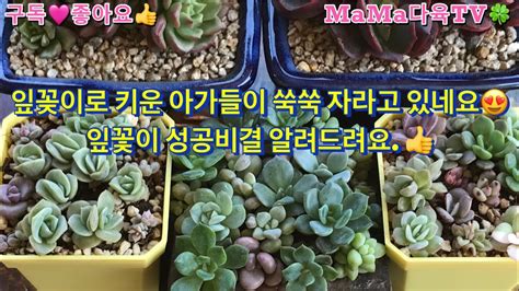 🍀202453 잎꽂이 한 아가들이 쑥쑥 자라고 있네요😍잎꽂이 성공 비결 알려 드려요 🤗 다육이 잎꽂이 잎꽂이