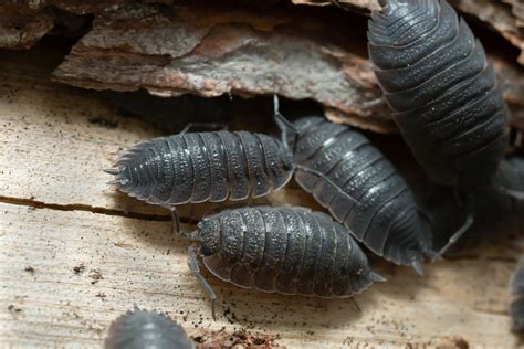 What Is A Sow Bug Secret Agent Pest Control