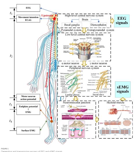 Figure 1 From Electroencephalogram And Surface Electromyogram Fusion Based Precise Detection Of