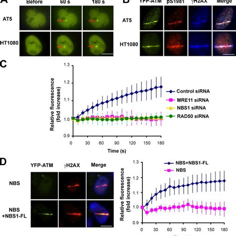 The Mrn Complex Is Essential For Atm Recruitment To Laser Induced Dna Download Scientific