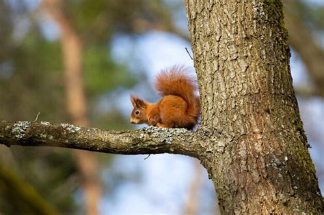 Premium Photo Squirrel On Tree Trunk