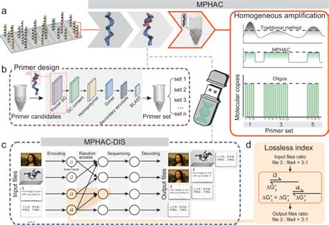 Massively Parallel Homogeneous Amplification Of Chip Scale Dna For Dna