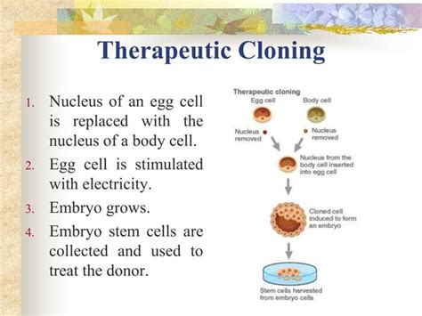 Human Clonning Ppt