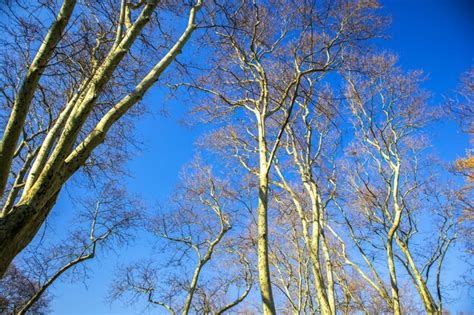 Premium Photo Trees In The Sky With The Sky In The Background