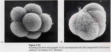 Developmental Biology 3230