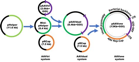 Unique Aav Plasmids At Aavnergene Paavone And Paavdual