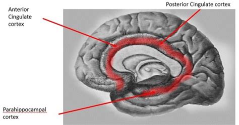 Parahippocampal Cortex