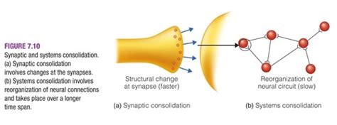 Psy 200 Chapter 7 Longterm Memory Part Ii Flashcards Quizlet