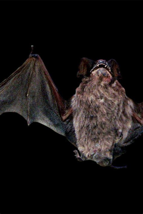 rabies in bats