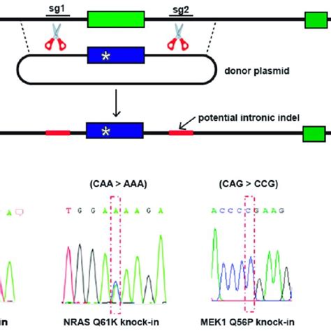 Crisprcas9 Engineering Of Isogenic A375 Models Of Drug Resistant