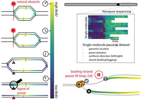Publications Dna Replication Group