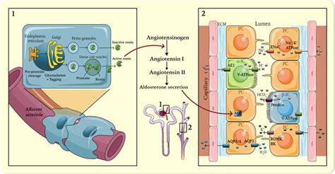 Intercalated Cell