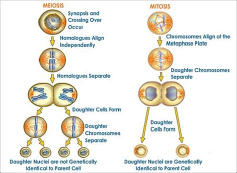 Difference Between Binary Fission And Mitosis