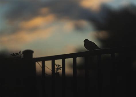 Best Aim Sparrow Images On Pholder Military Porn Warplane Porn And Missile Porn