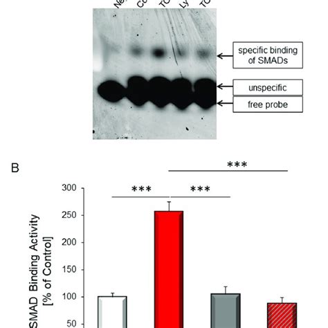 Tgfβ1 Induced Smad Binding Activity Was Determined With And Without Download Scientific Diagram