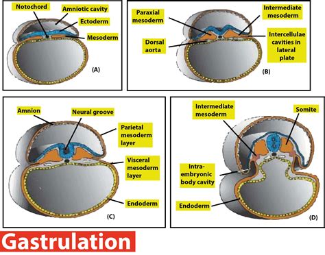 Adrenal Medulla And Labyrinth Develops From A Ectodermb Endodermc
