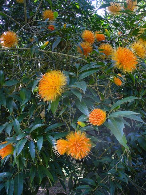 Diadema [Stifftia chrysantha; Family: Asteraceae} in Rio de Janeiro ...