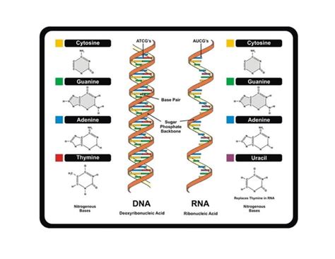 Nucleic Acid And Its Classification Pdf