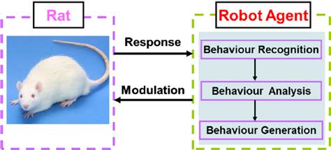 Analysis And Modification Of Rat Behaviour In A Novel Experimental Download Scientific Diagram