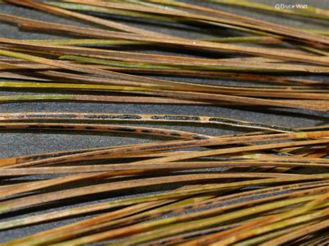 Pine Bifusella Needle Blight Cooperative Extension Insect Pests
