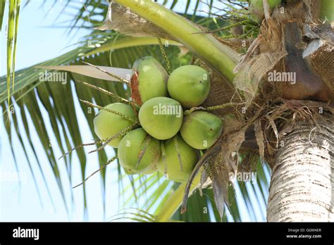 Coconut In The Tree Hi Res Stock Photography And Images Alamy