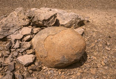 How Did We Unravel The Mystery Behind Australias Ancient Huge Eggs Ozesmi