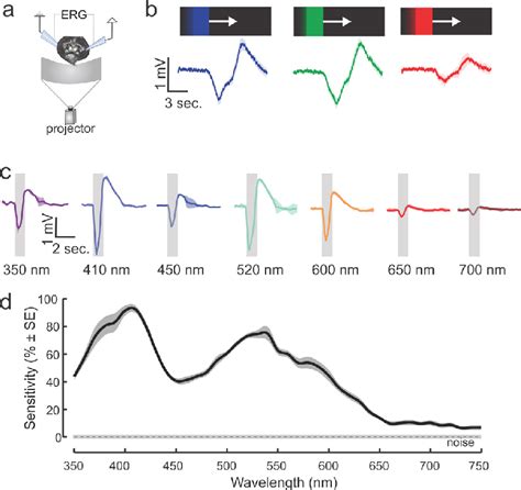 Retinal Sensitivity To Visual Stimuli C Electroretinogram Responses