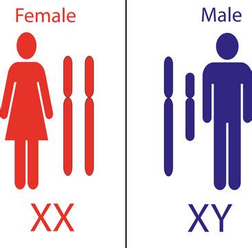 Imágenes de Xy descubre bancos de fotos ilustraciones vectores y vídeos de 4 212 Adobe Stock