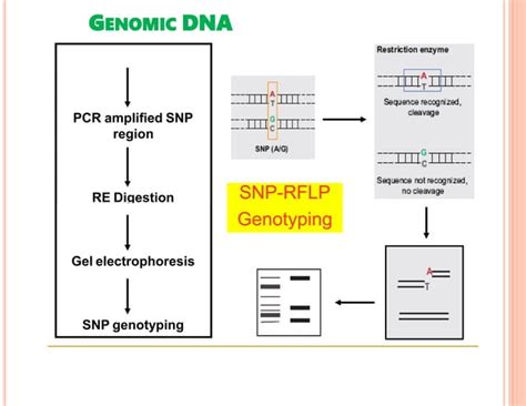 Snp Genotyping Techniques And Epigenetic Markerspptx