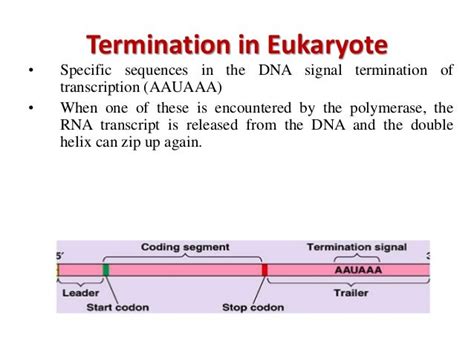 Dna Transcription Pharmaceutical Biotechnology